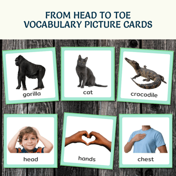 7 Foundational Picture Card Activities That Build Vocabulary Naturally ...