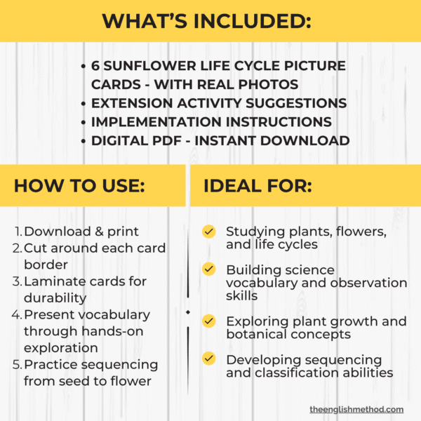 Sunflower Life Cycle Cards - theenglishmethod.com