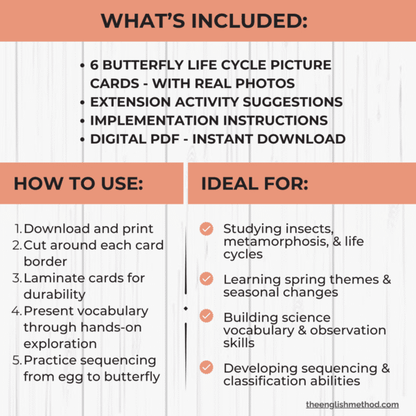 Butterfly Life Cycle Cards - theenglishmethod.com